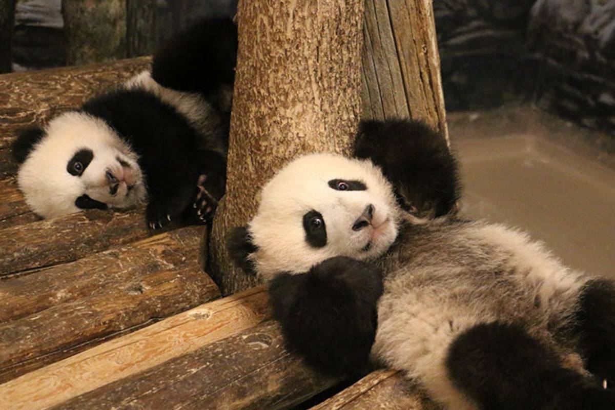 Get ready to say aww it’s National Panda Day | Nanaimo News Bulletin