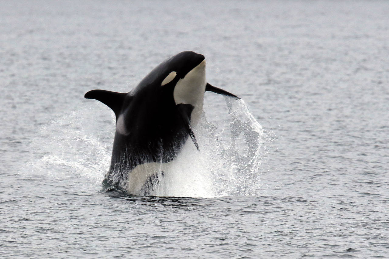 Southern resident orca L41 considered missing and feared dead | Nanaimo ...