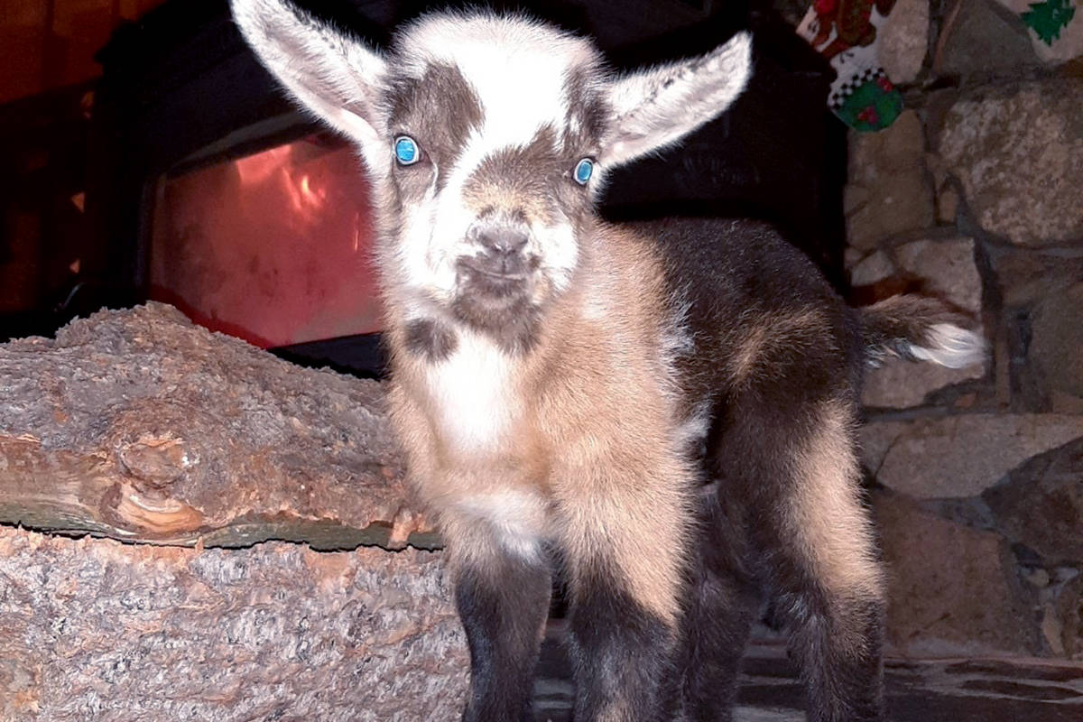 Baby goat survives rocky birth at Kootenay farm after neighbours pitch ...