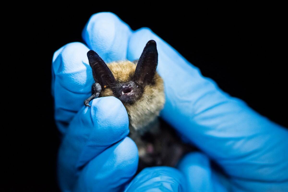 Vancouver Island bats being watched for signs of deadly fungal sickness ...
